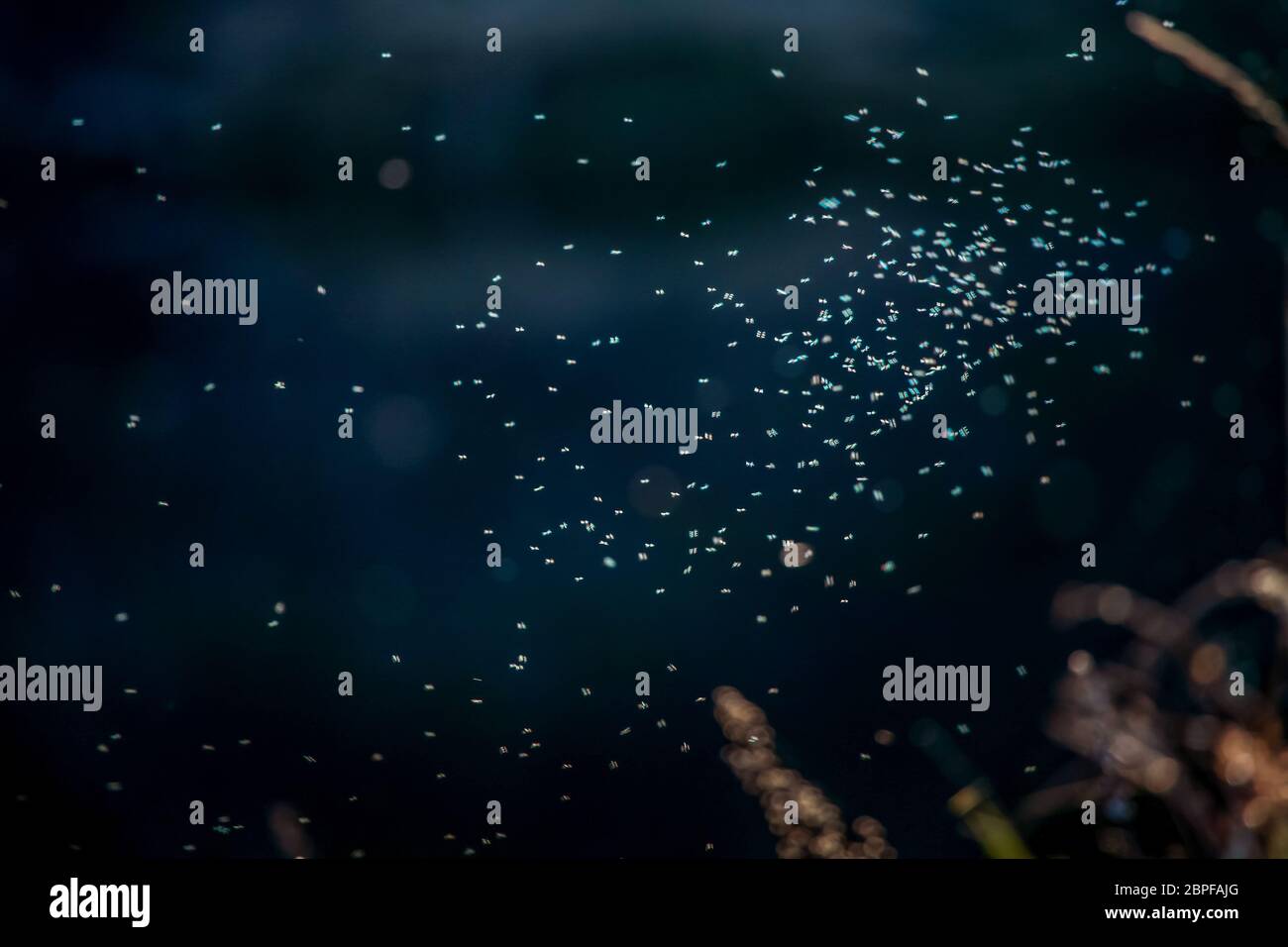 Insects on the background of river. Mosquitoes near the river in Latvia ...