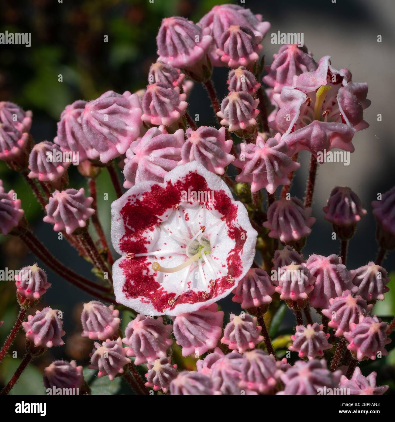 Mountain laurel (Kalmia latifolia), close up of the flower head Stock ...