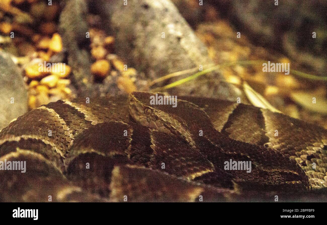 Fer De Lance Bothrops Asper Viper Snake High Resolution Stock ...