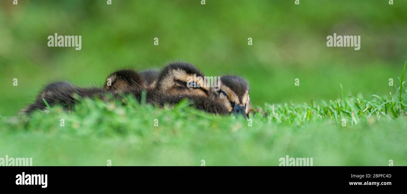 Huddled birds hi-res stock photography and images - Alamy