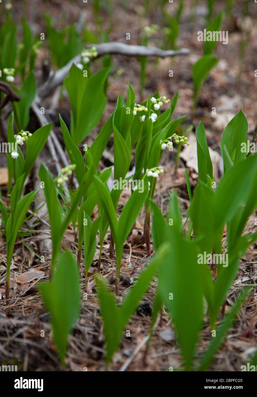 Lilies of the valley in the forest. Small white flowers with a fragrant ...