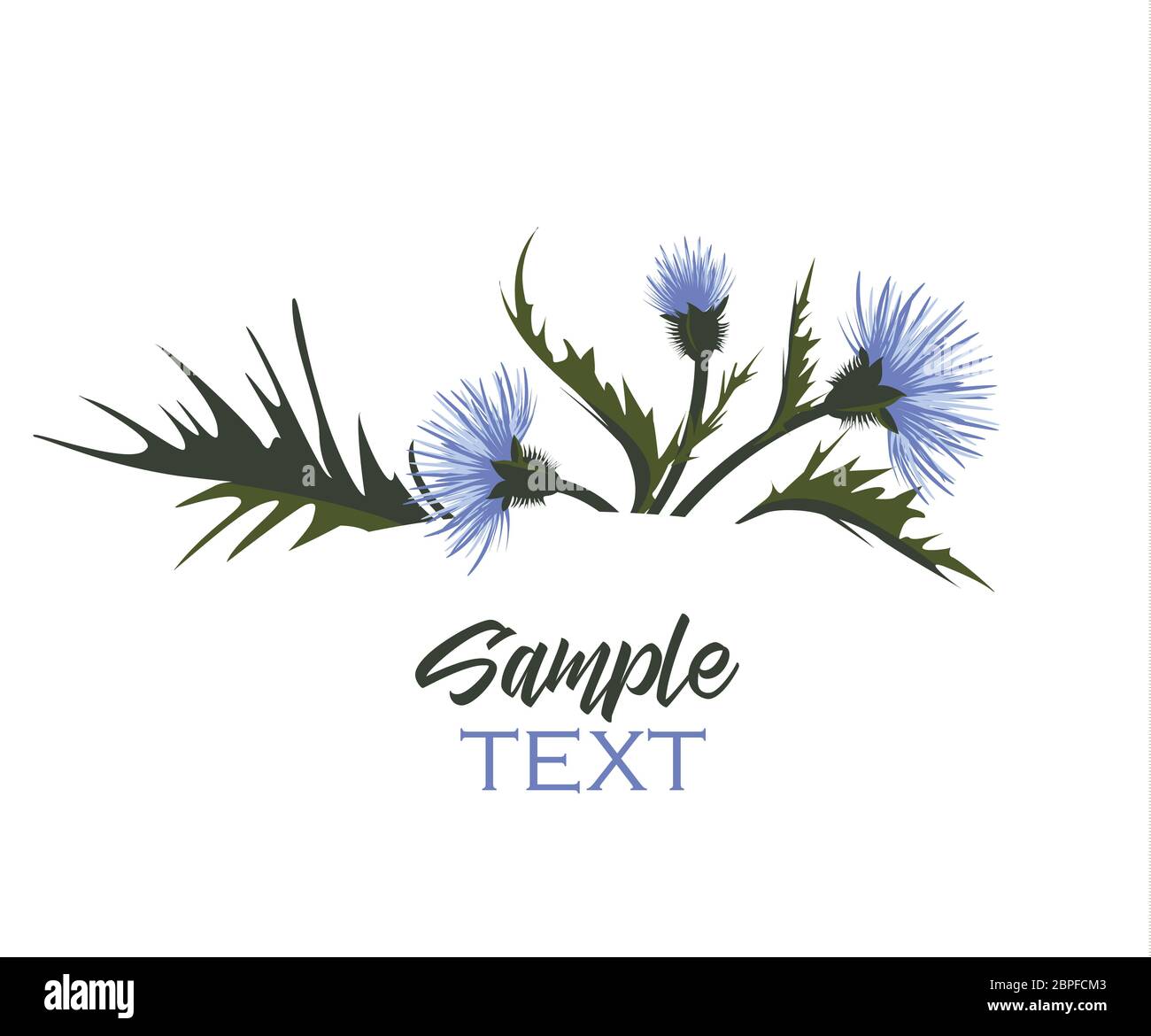 Vector Illustration thistle with leaves on a white background Stock ...