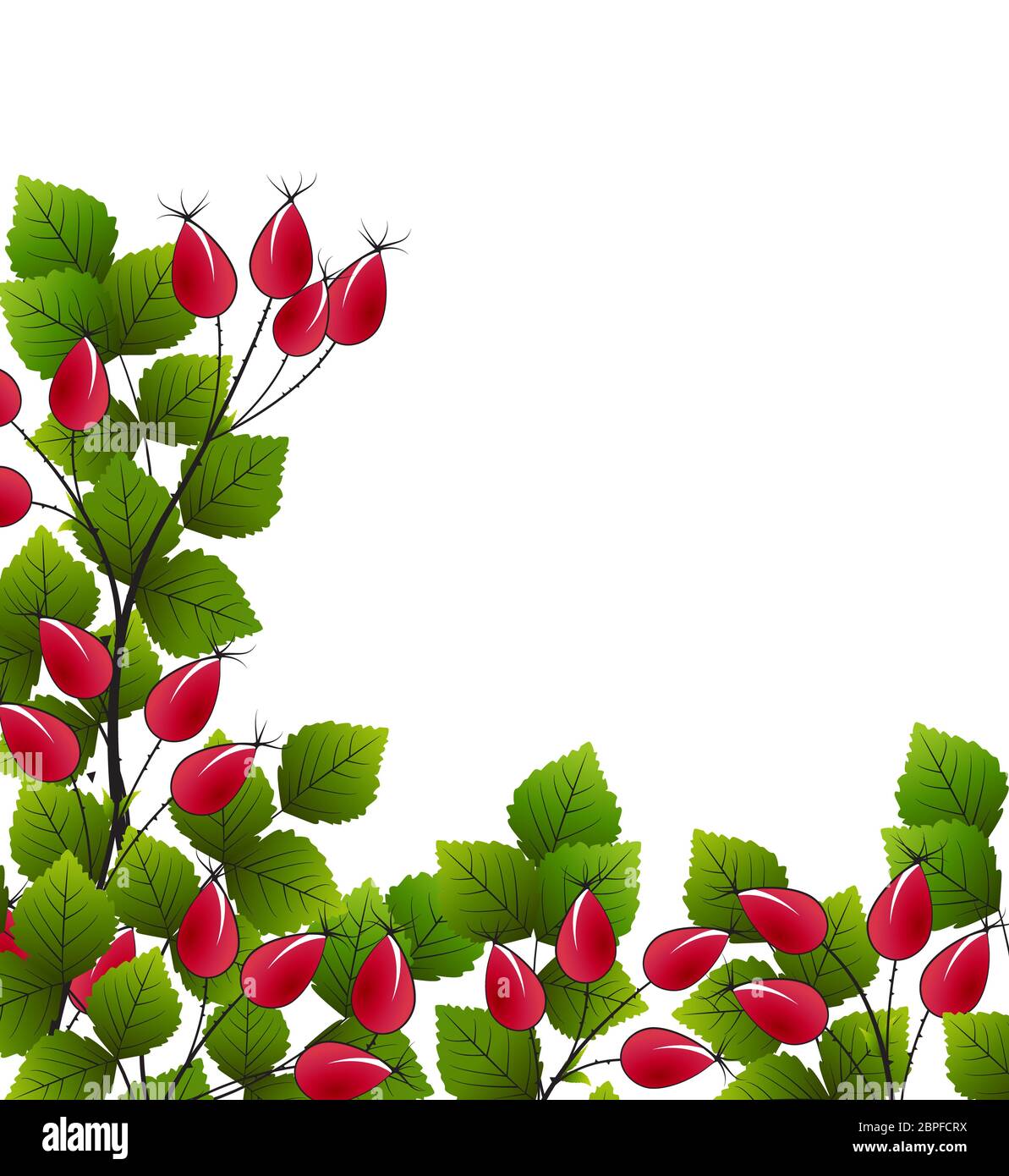 Vector Illustration of rose hip branches on a white background Stock ...