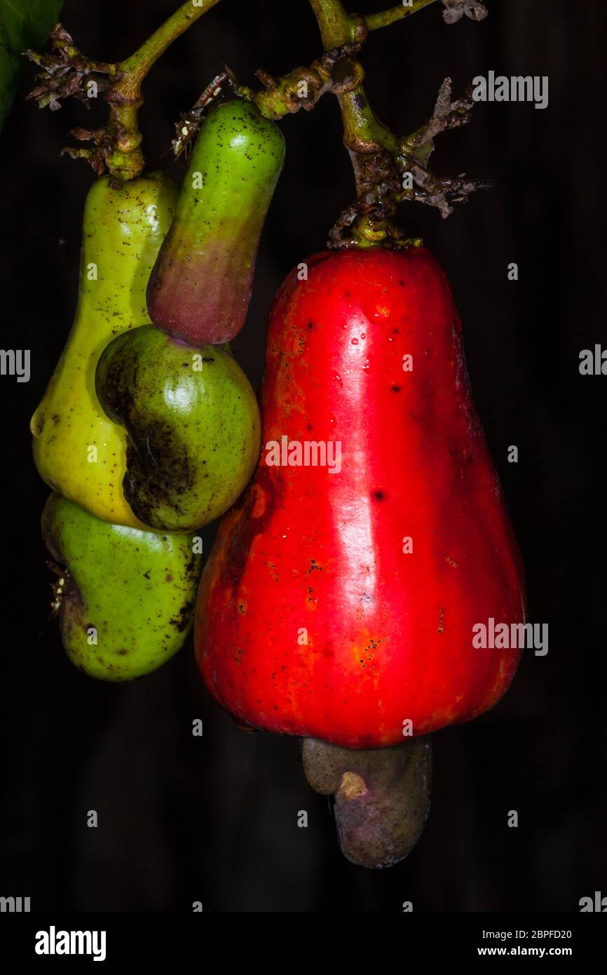 Cashew fruits, Anacardium occidentale, on a tree in a garden in ...