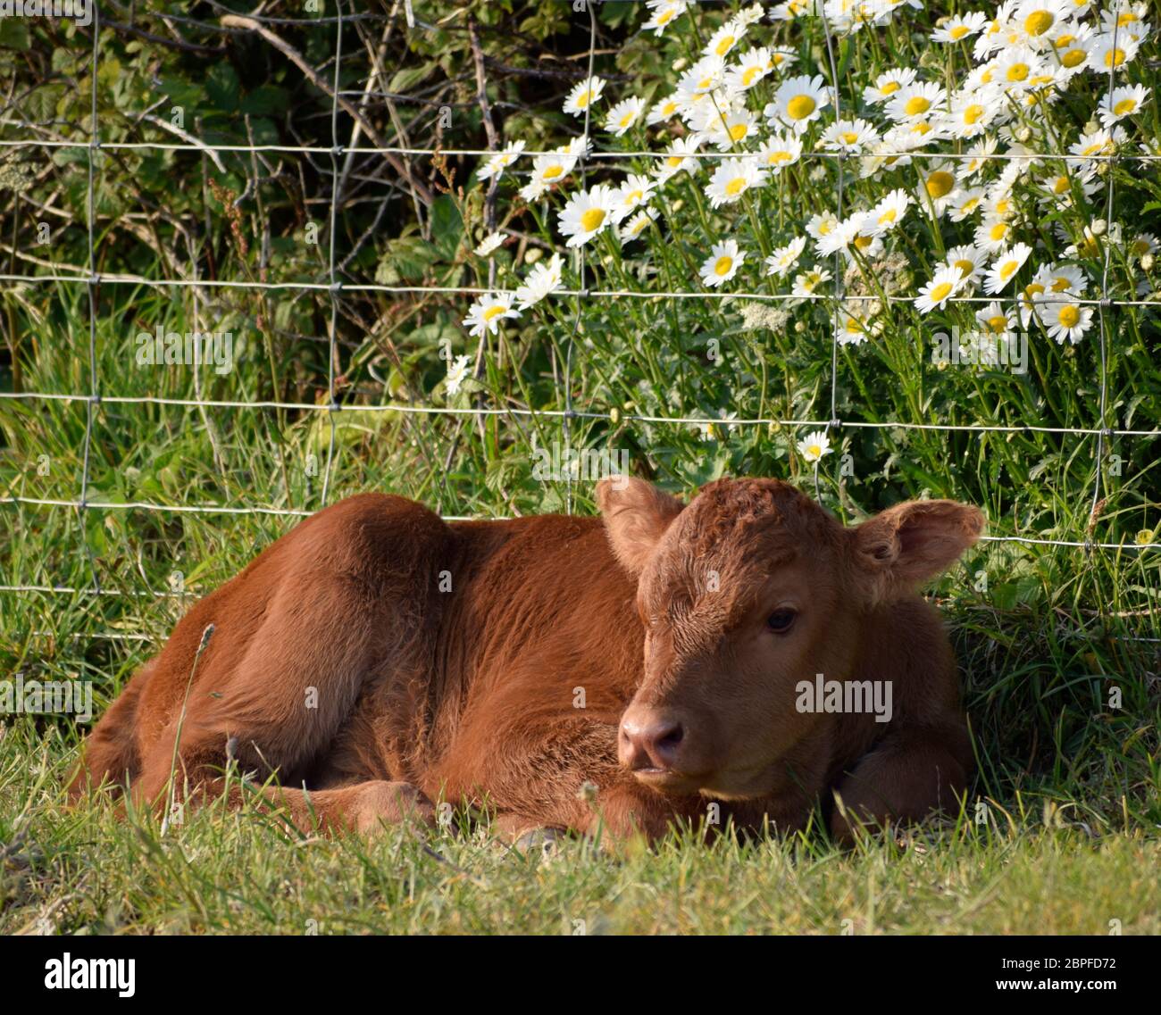 Calf lying down in a field up against a metal fence, Cornwall - UK ...