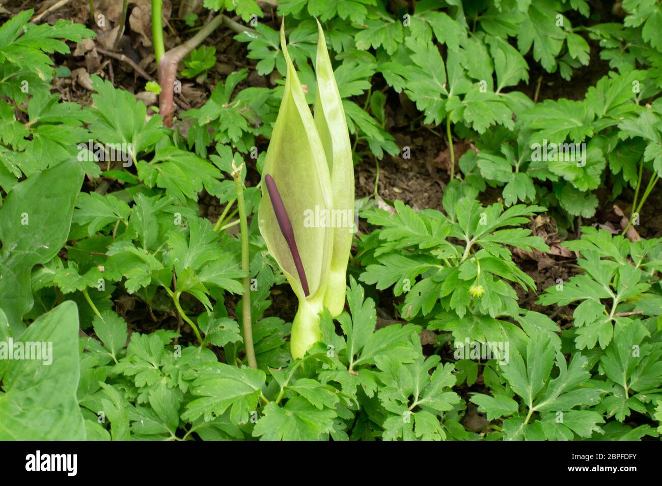 White arum lily leaves hi-res stock photography and images - Alamy