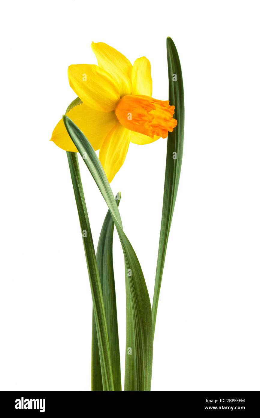 Bright spring yellow daffodils against white background Stock Photo - Alamy