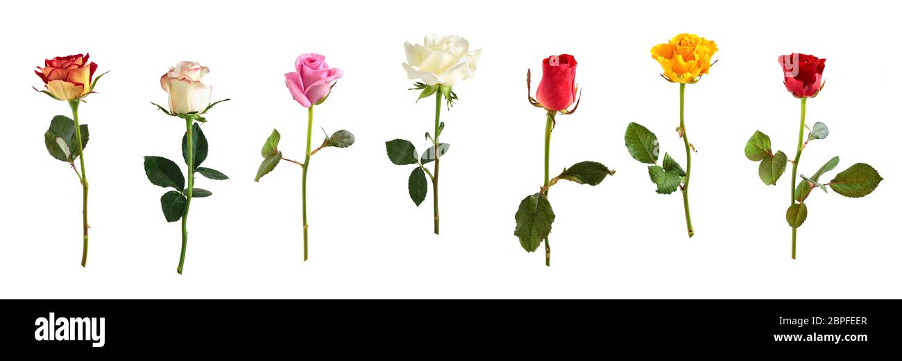 Collection of different roses isolated on white background Stock Photo ...