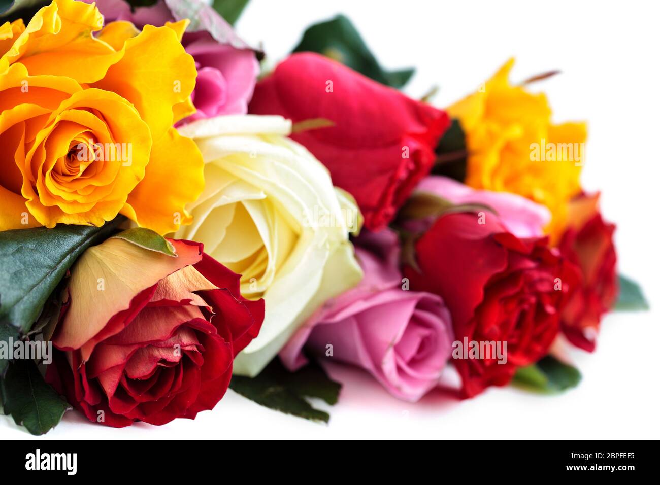 Collection of different roses isolated on white background Stock Photo ...