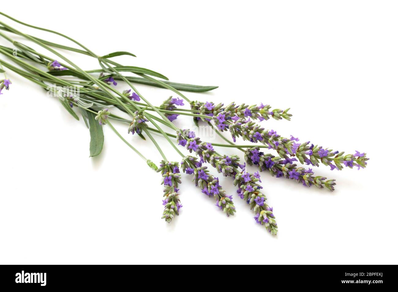 Lavender flowers isolated on pure white background Stock Photo - Alamy