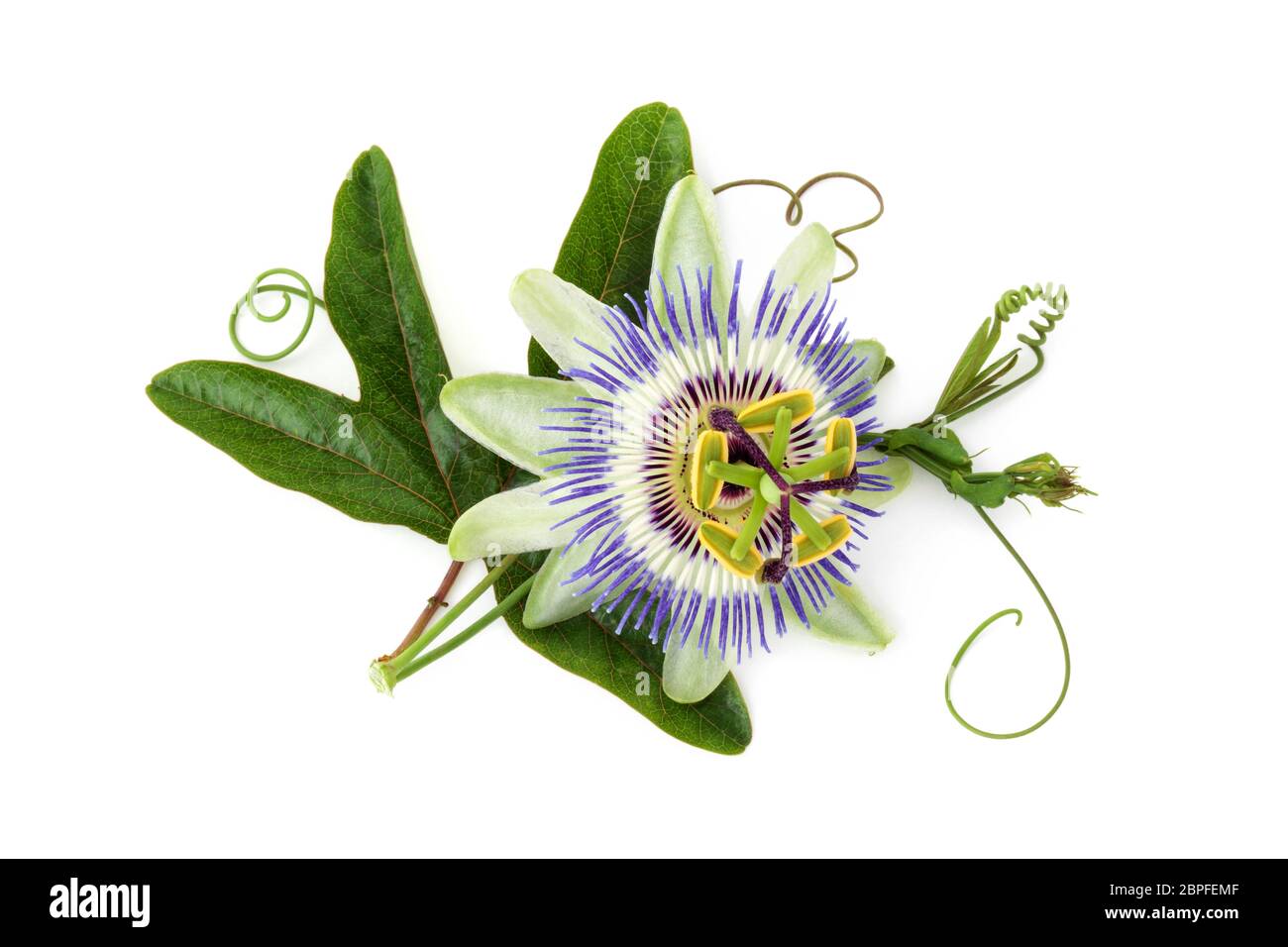 Closeup shot of passion flower isolated on white background Stock Photo ...