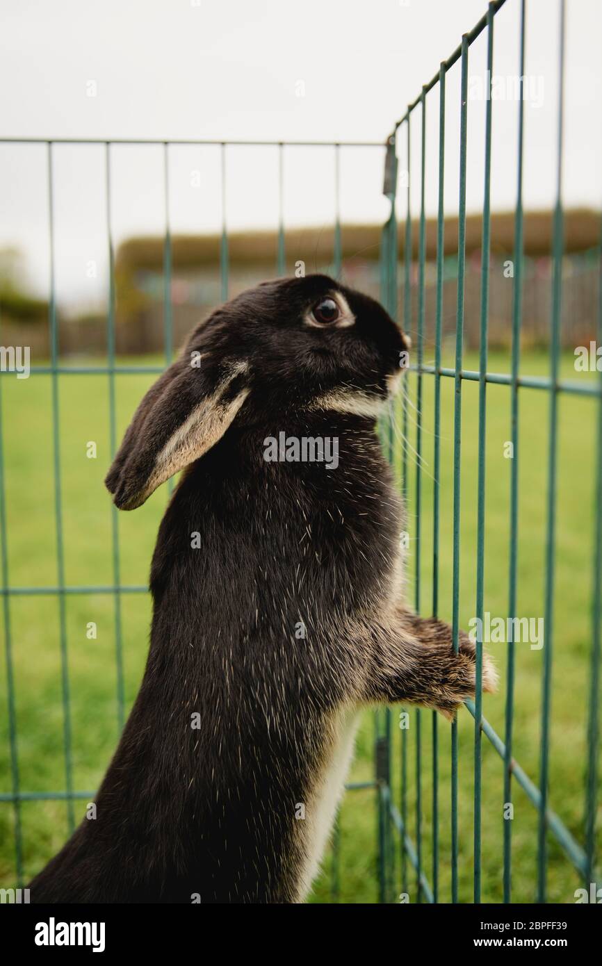 Rabbit Outdoor Enclosure High Resolution Stock Photography and Images ...