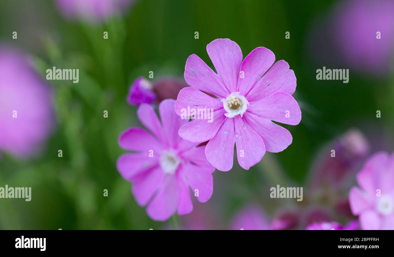 Flower in the summer - Fresh colours in the garden Stock Photo - Alamy