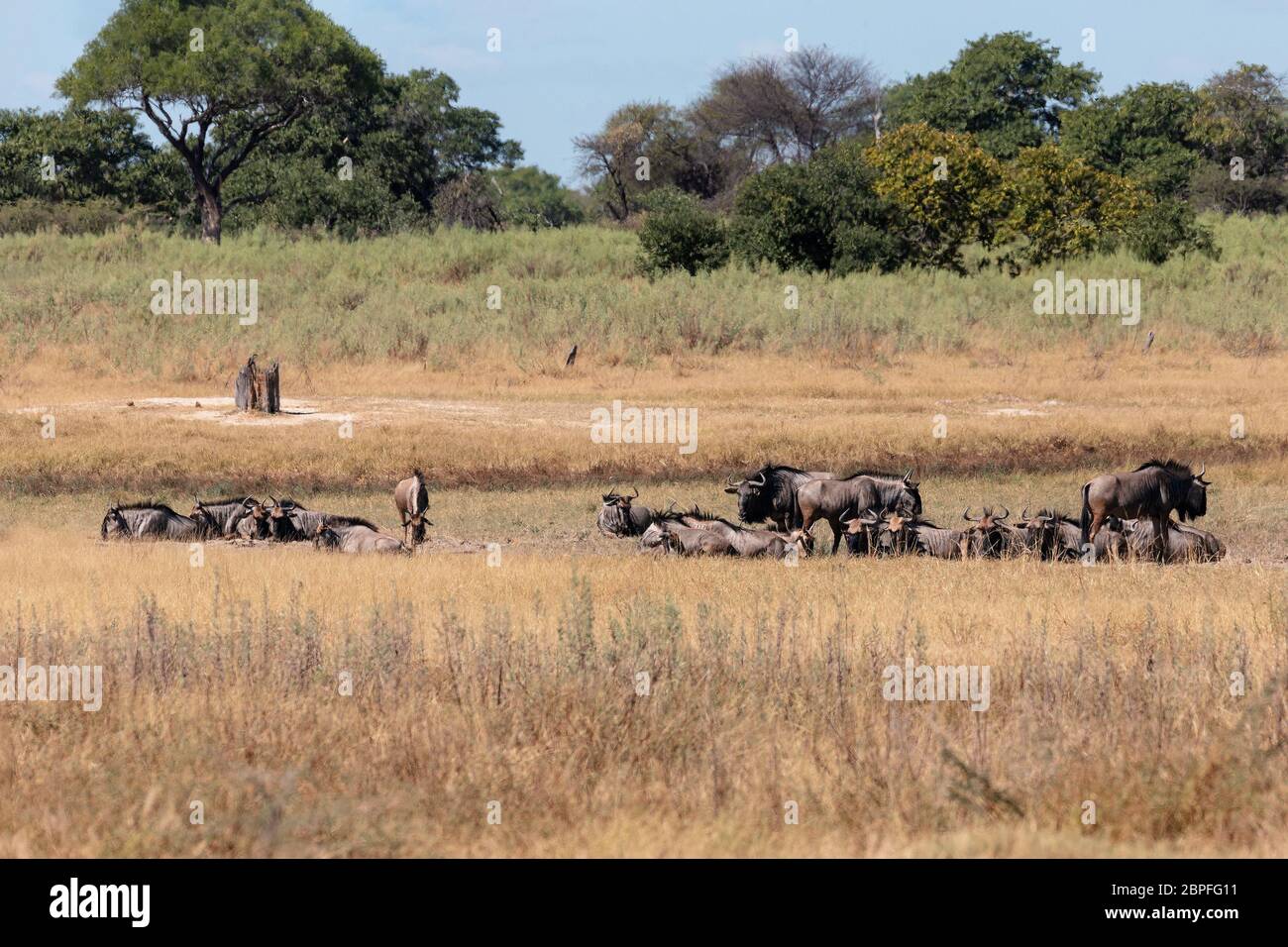 wild herd of Blue Wildebeest Gnu in natural habitat Moremi Game reserve ...