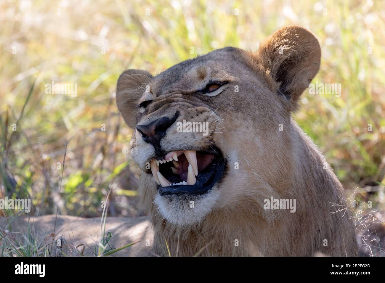 young lion (Panthera leo) without a mane showing teeth and roaring in ...