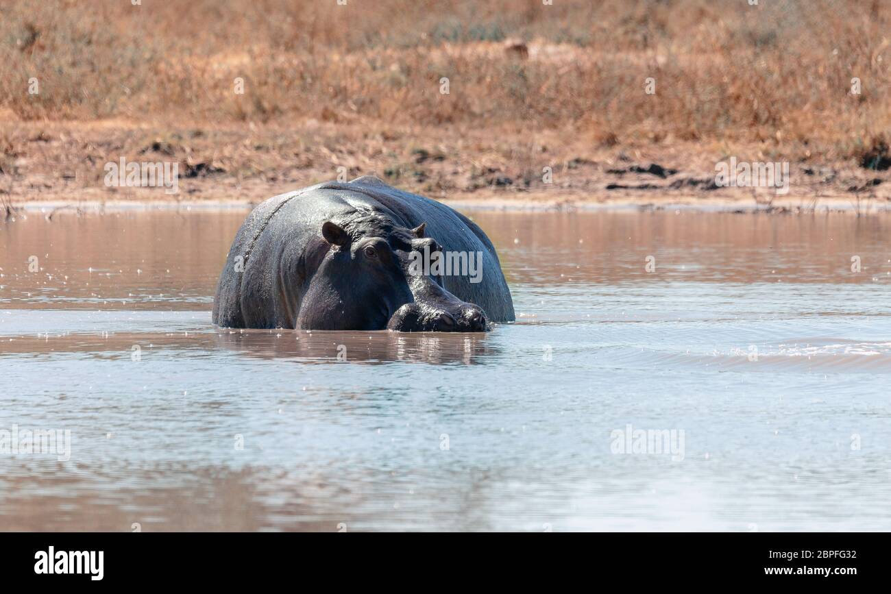 resting big Hippo Hippopotamus Hippopotamus in natural habitat okavango ...
