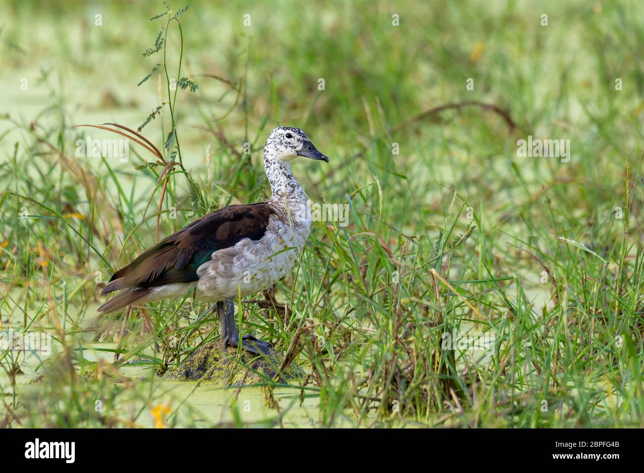 female of bird knob-billed duck (Sarkidiornis melanotos), or African ...