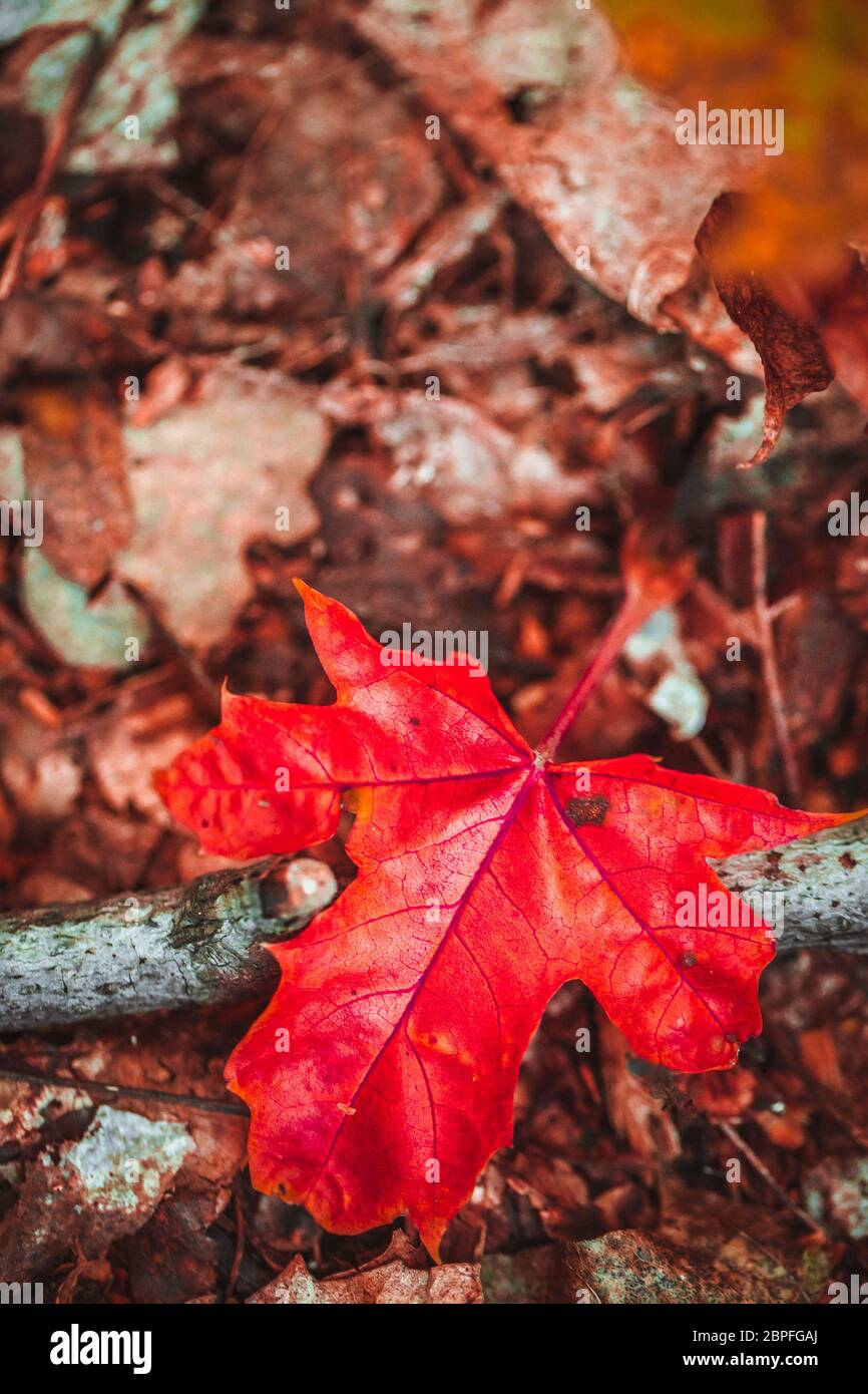 Autumn leaves of beech and aspen hi-res stock photography and images ...