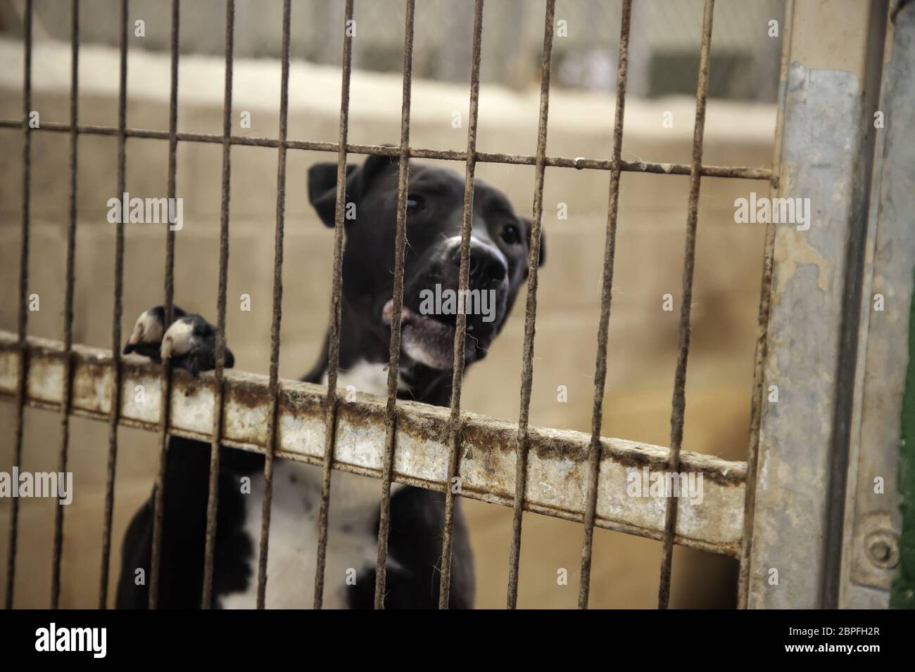 Dog in enclosed kennel, abandoned animals, abuse Stock Photo - Alamy