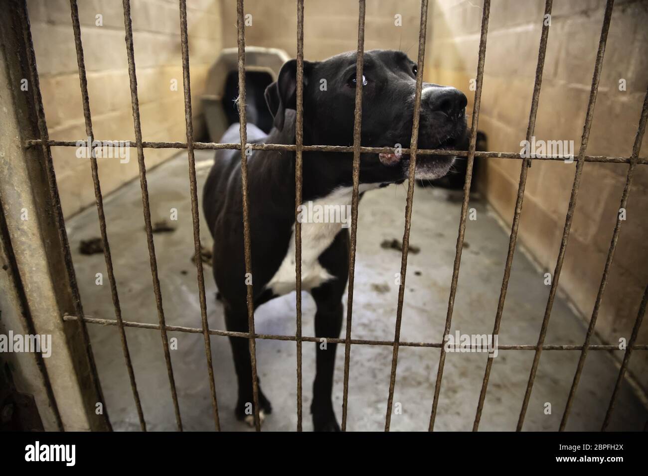 Dog in enclosed kennel, abandoned animals, abuse Stock Photo - Alamy
