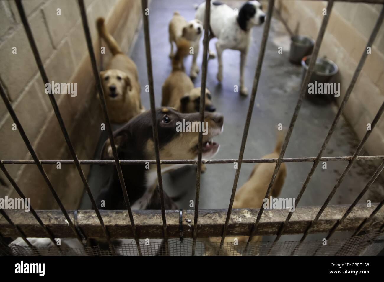 Dog in enclosed kennel, abandoned animals, abuse Stock Photo - Alamy