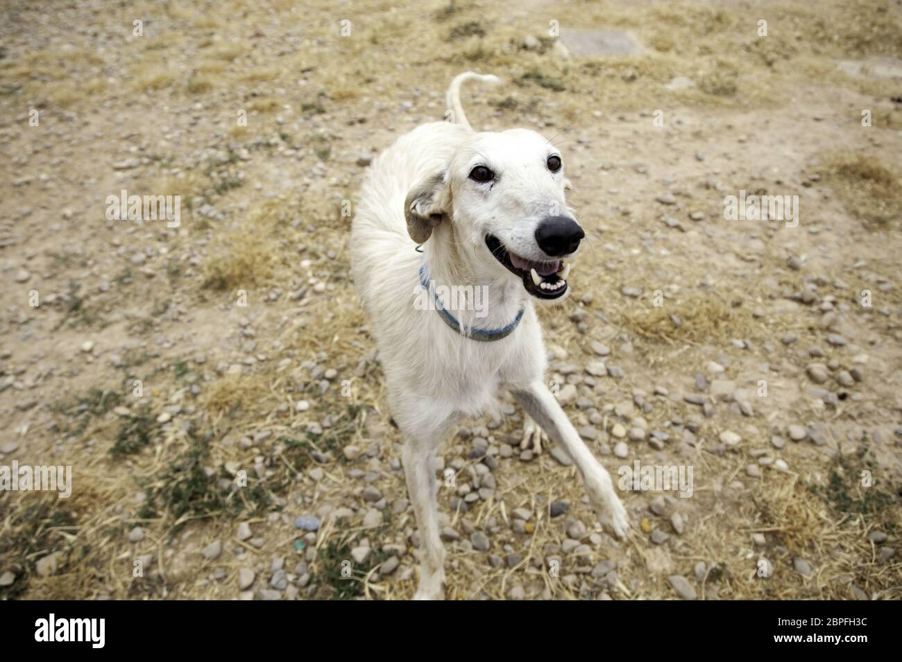 Greyhound dog playing in park, animals and nature Stock Photo - Alamy