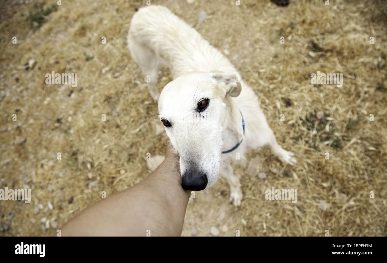 Greyhound dog playing in park, animals and nature Stock Photo - Alamy