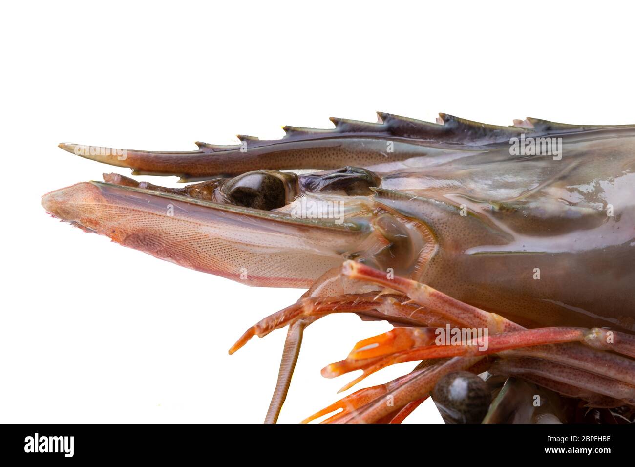 Seafood background. Closeup of a fresh raw shrimp with the focus on the ...