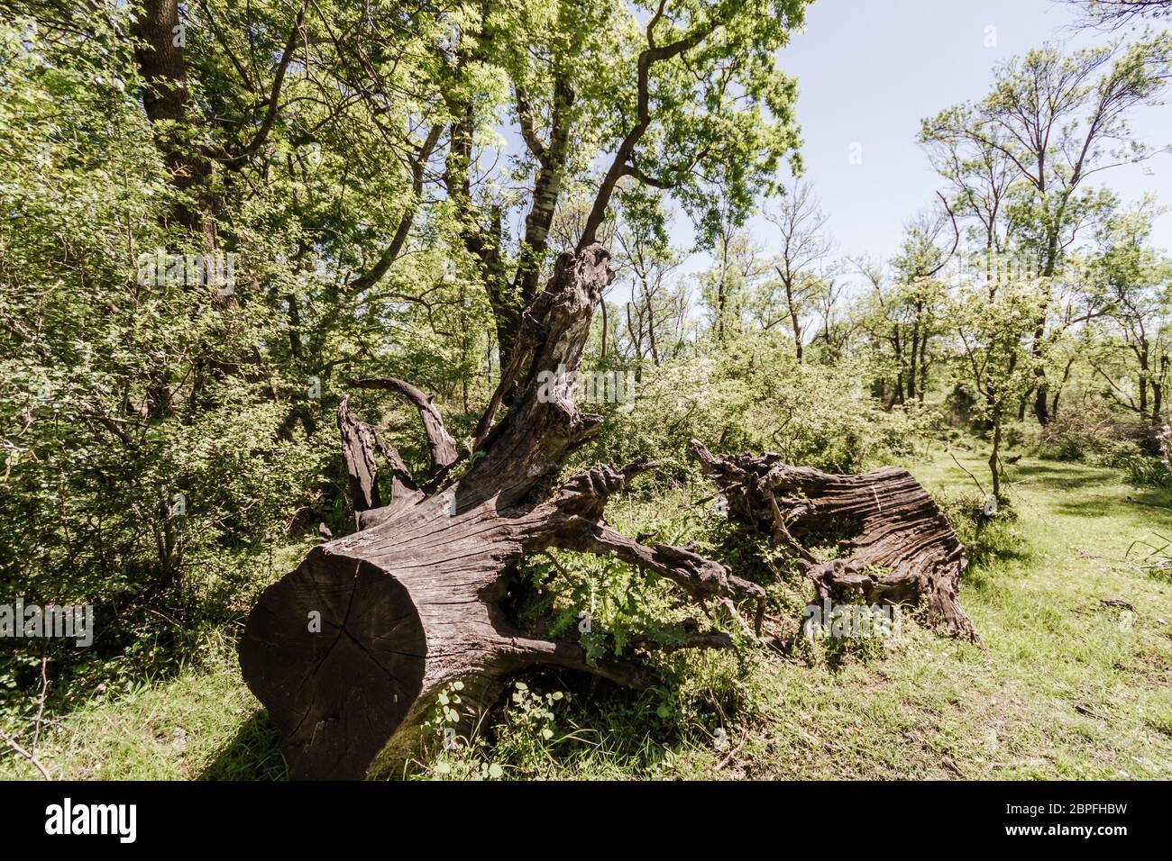 Huge cut hi-res stock photography and images - Alamy