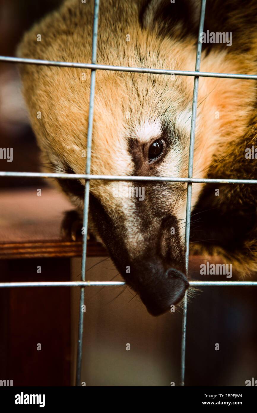 Coati animal in the zoo cage Stock Photo - Alamy