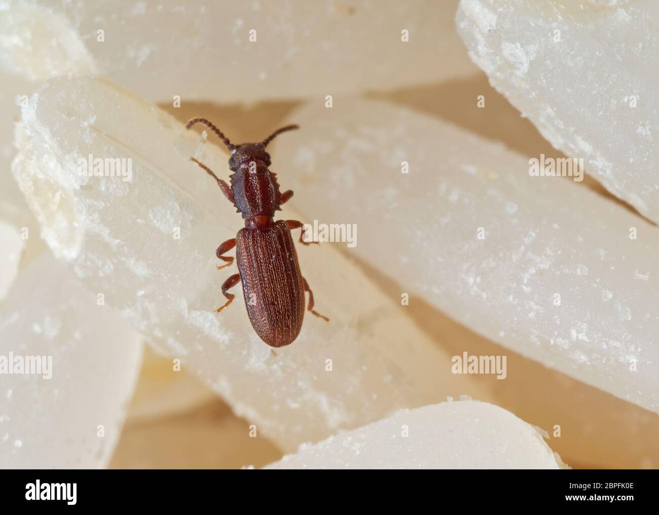 Macro Photography of Sawtoothed Grain Beetle on Raw Rice Stock Photo ...