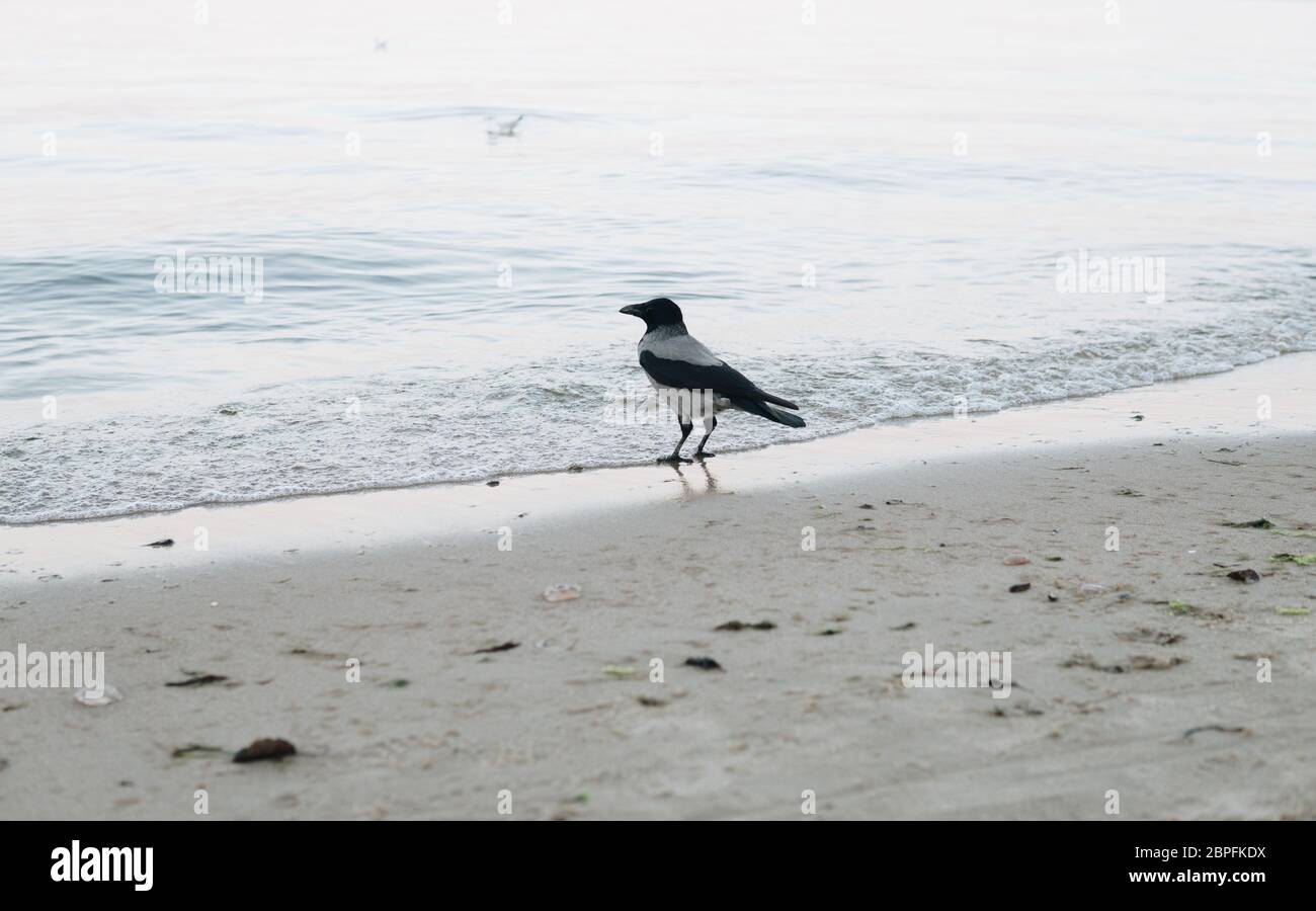 hooded crow standing on a sandy beach in front of sea waves Stock Photo ...