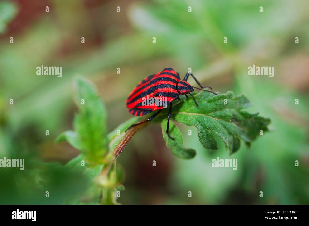 small red black bug, close up Stock Photo - Alamy