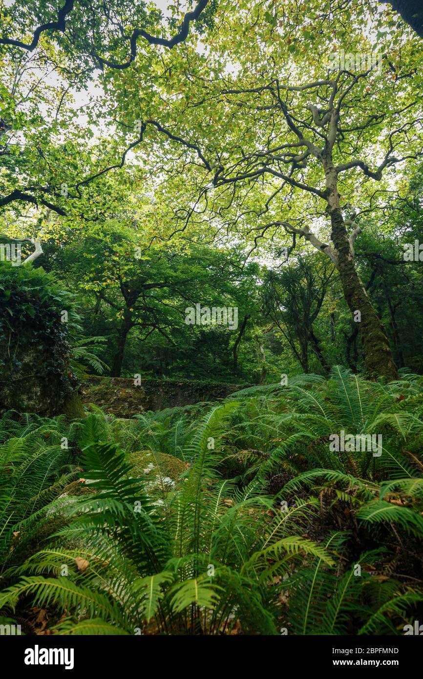 Lush and verdant ferns and trees at the natural parkland at the Pena ...