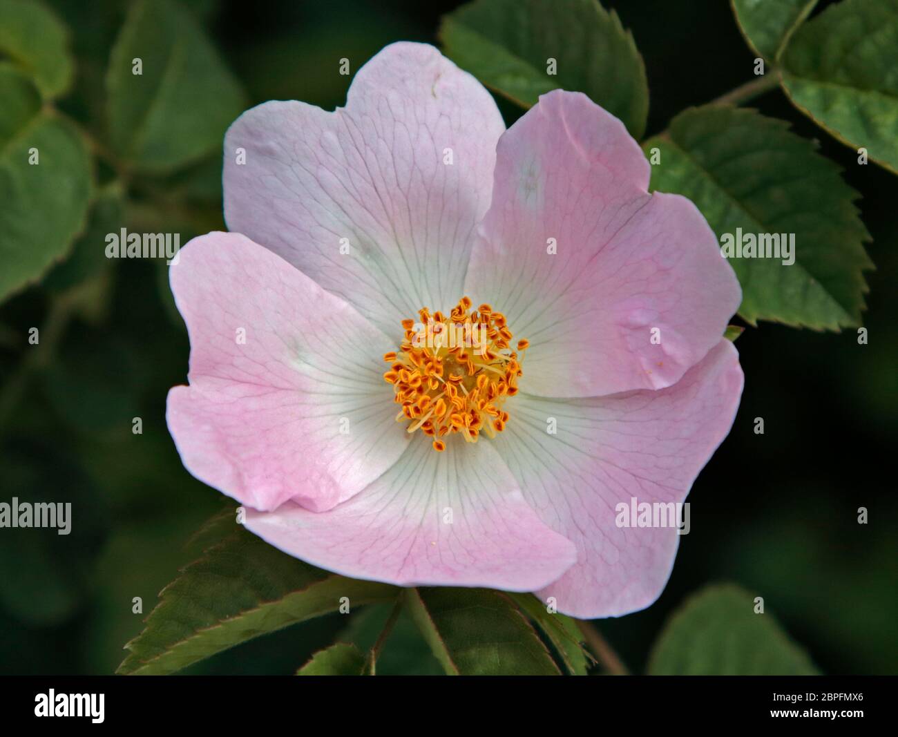 Dog Rose (rosa canina), UK Stock Photo - Alamy