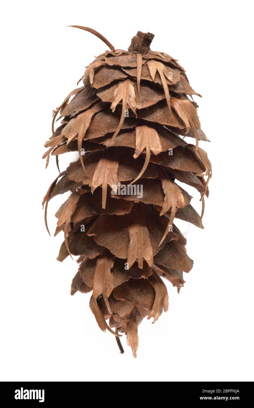 Natural pine cone isolated on white background Stock Photo - Alamy