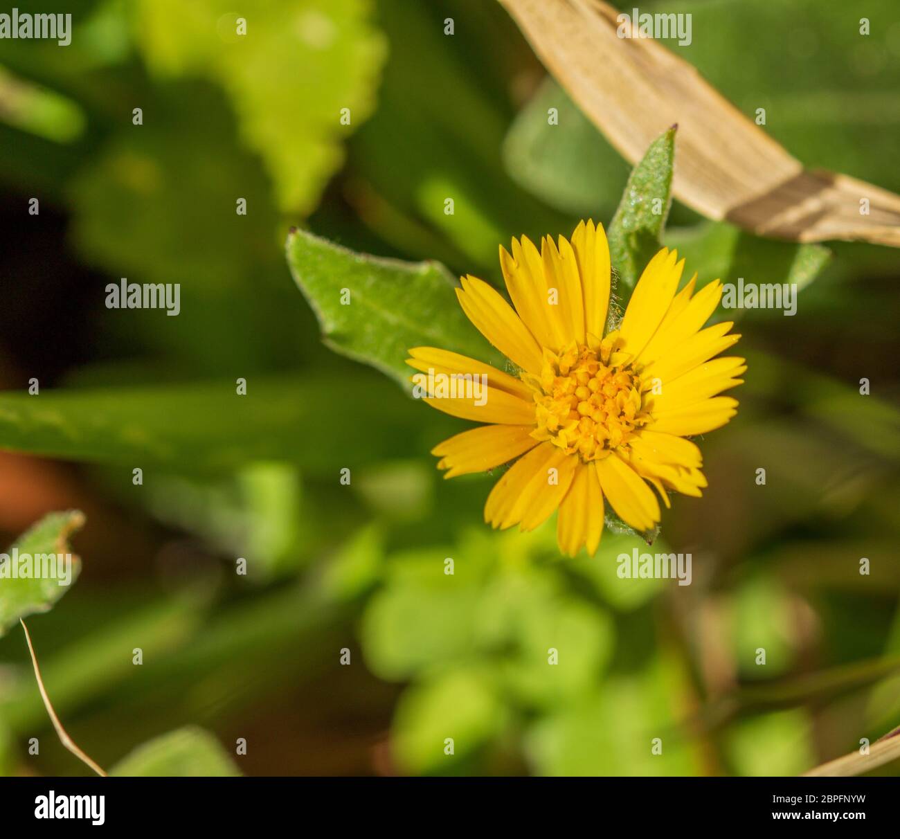 Field marigold calendula arvensis hi-res stock photography and images ...