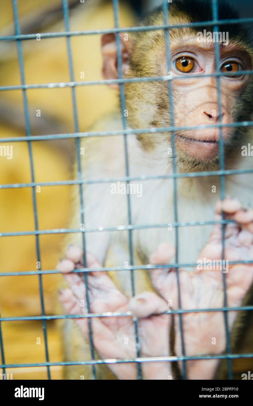sad fluffy monkey in a cage sits Stock Photo - Alamy