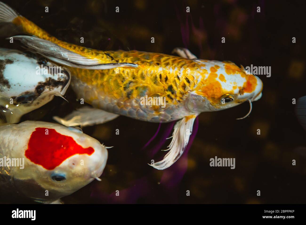 Swimming of carp or Koi fish in the pool Stock Photo - Alamy
