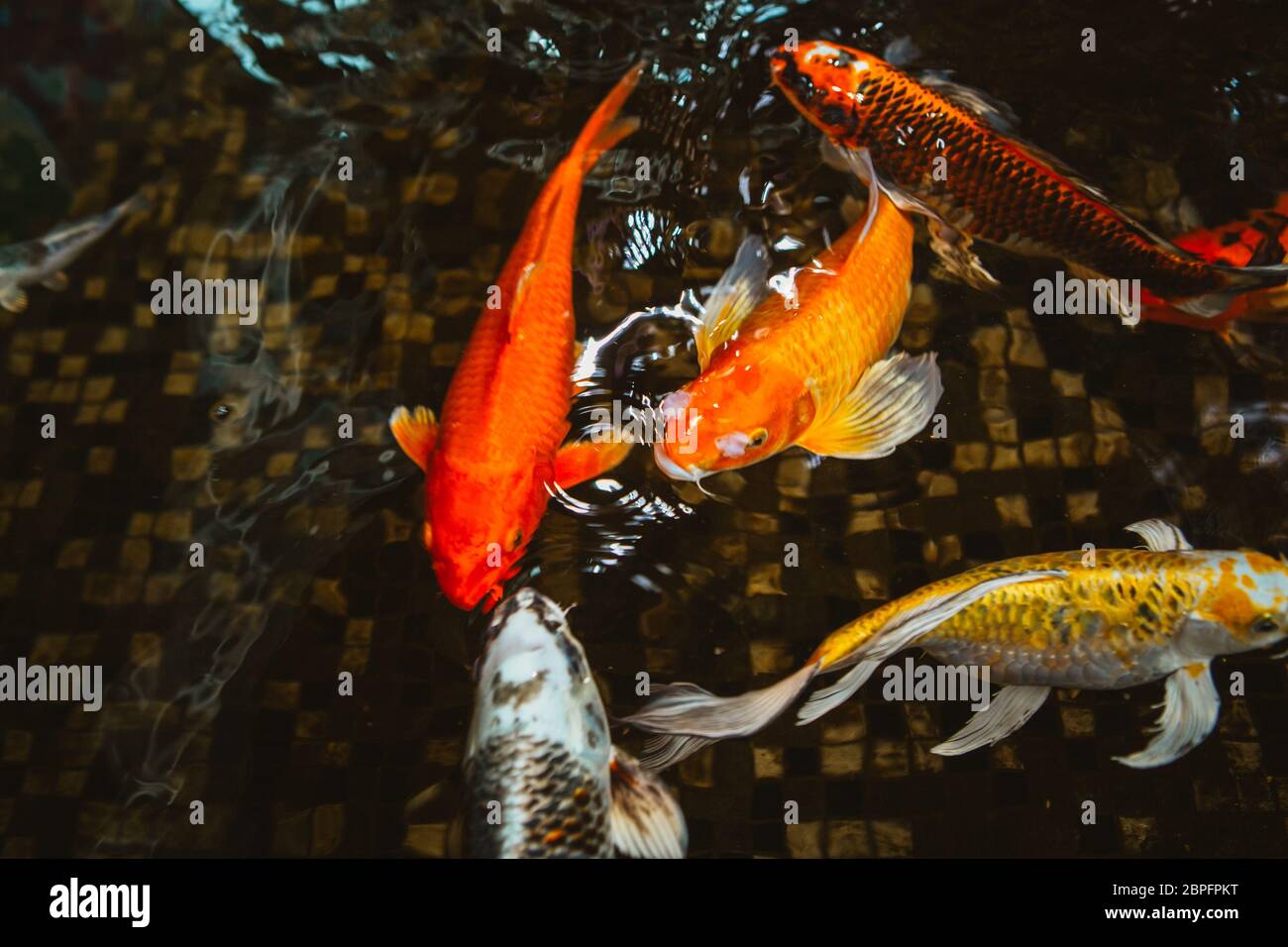 Swimming of carp or Koi fish in the pool Stock Photo - Alamy