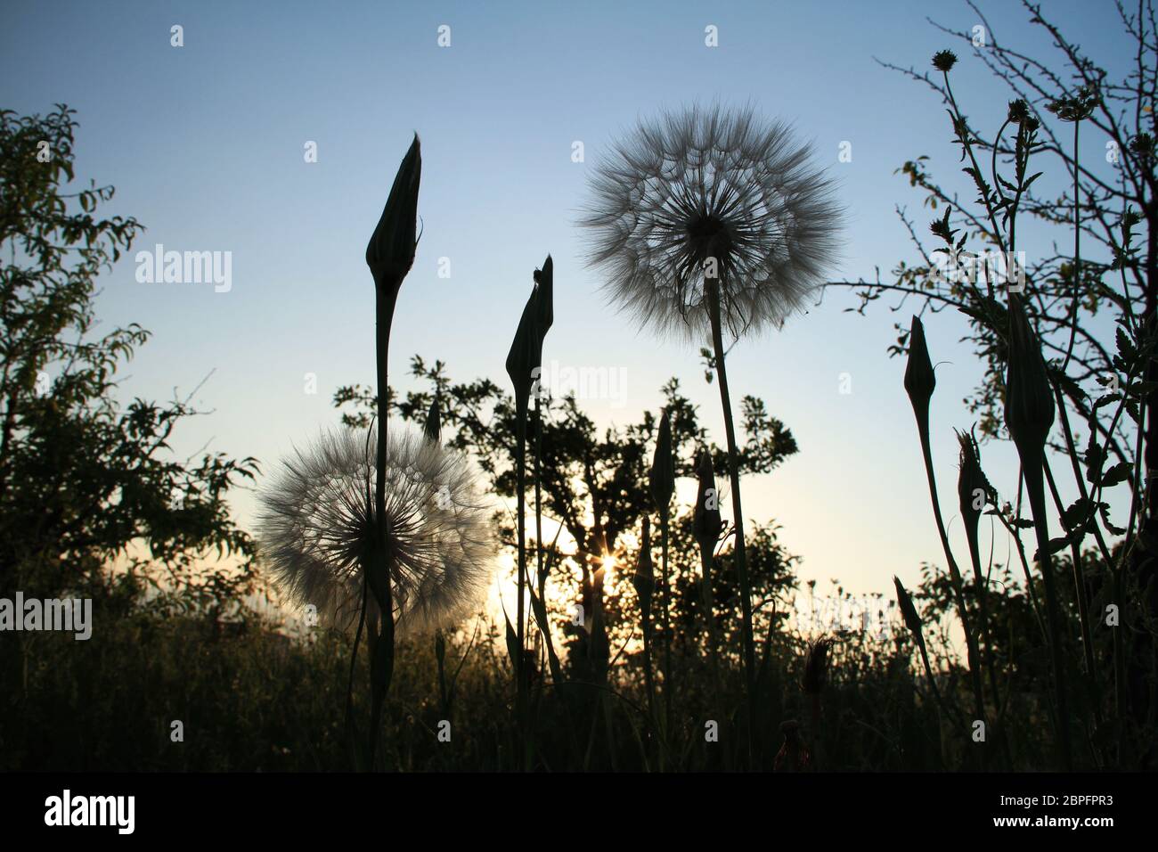 dandelion seed ball in ground sunset Stock Photo - Alamy