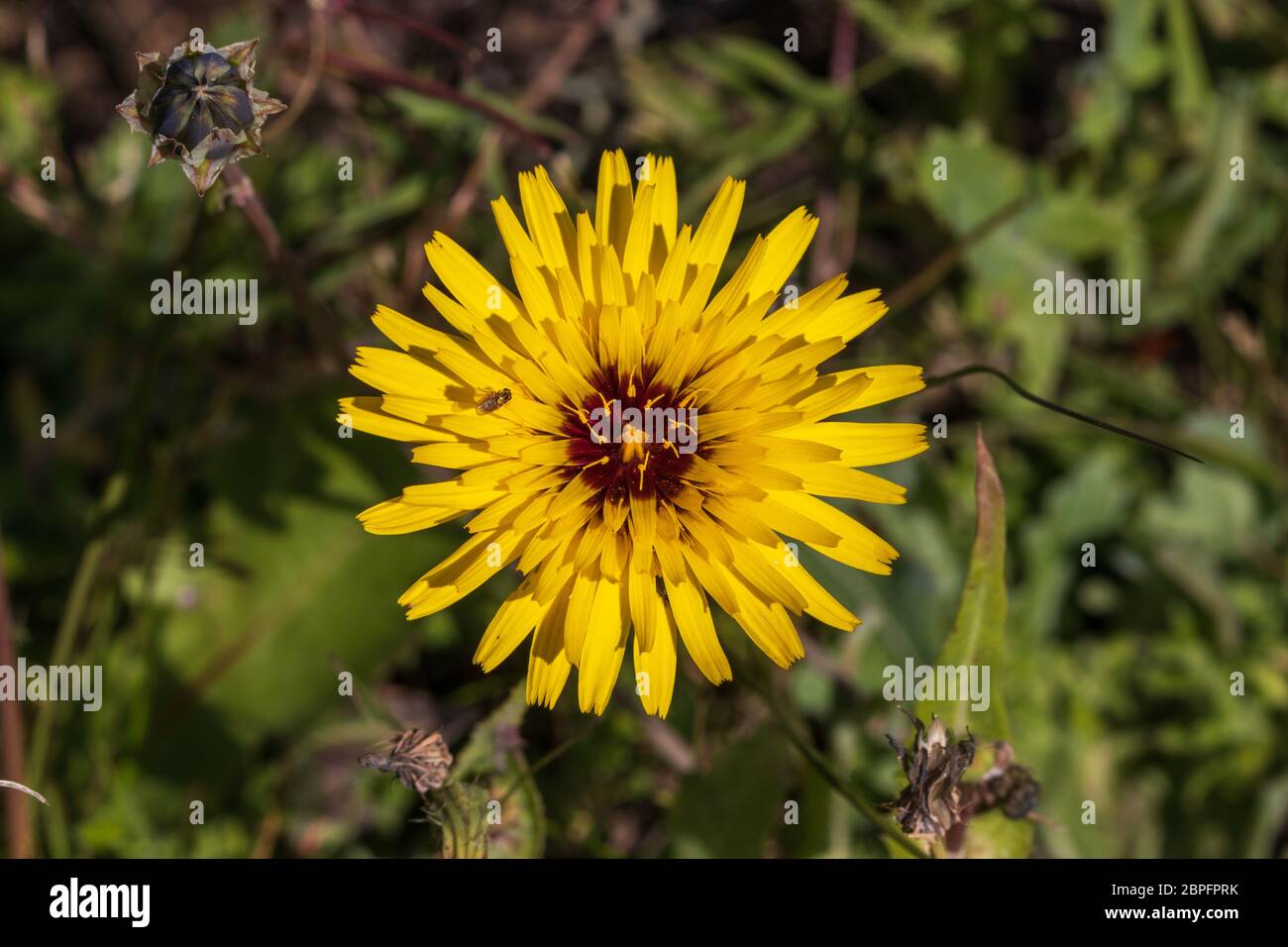 Reichardia Tingitana, False Sow thistle Flower Stock Photo - Alamy