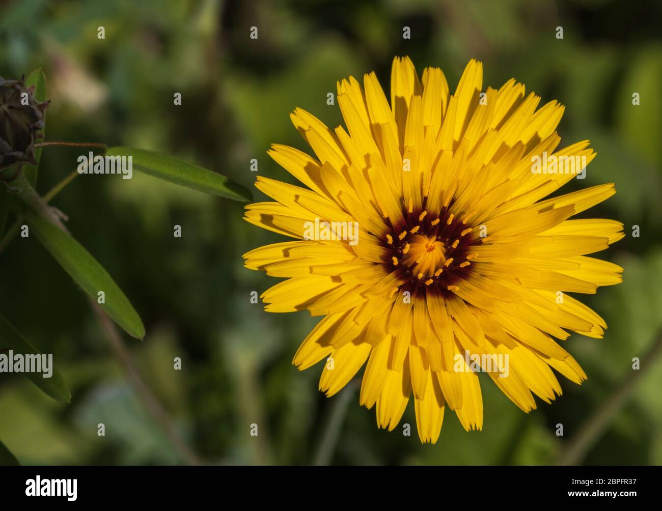 Reichardia Tingitana, False Sow thistle Flower Stock Photo - Alamy