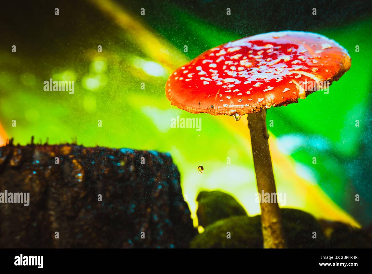 beautiful red with white spots mushroom on moss Stock Photo - Alamy