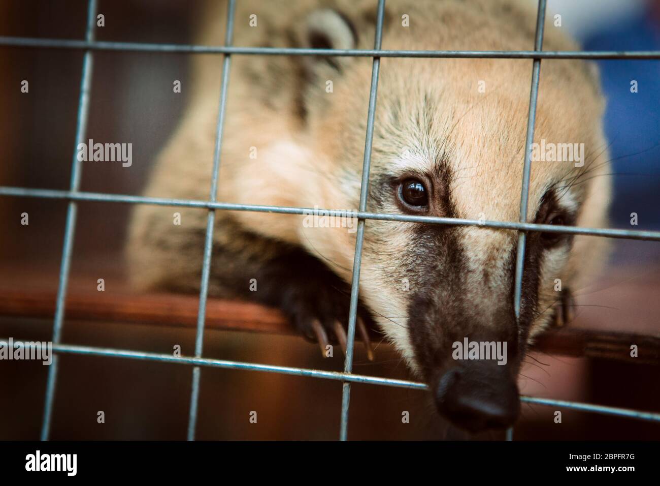 Coati animal in the zoo cage Stock Photo - Alamy