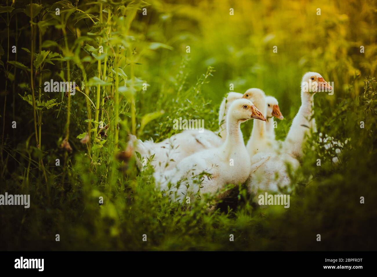 Five young goose together sit in the grass Stock Photo - Alamy