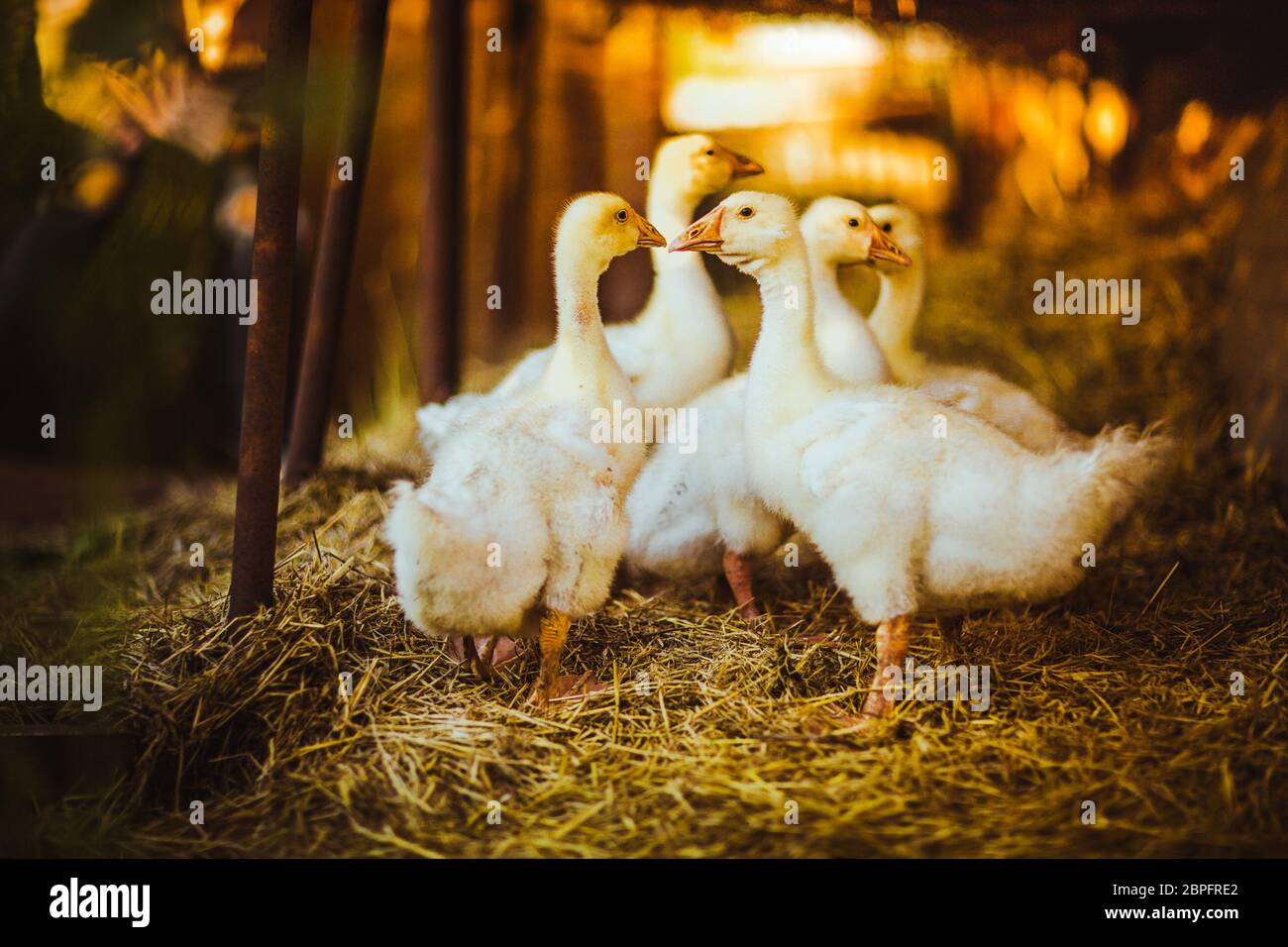 Five young goose together sit in the grass Stock Photo - Alamy