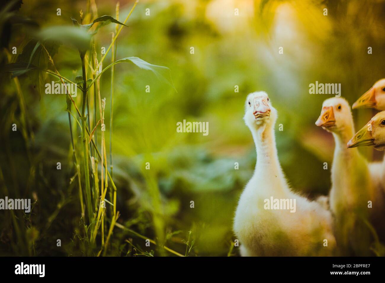 Five young goose together sit in the grass Stock Photo - Alamy