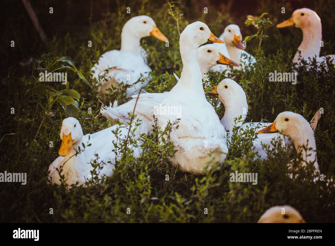 White duck egg lay hi-res stock photography and images - Alamy