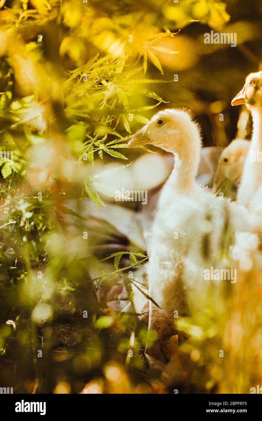 Young brother sister playing together hi-res stock photography and ...